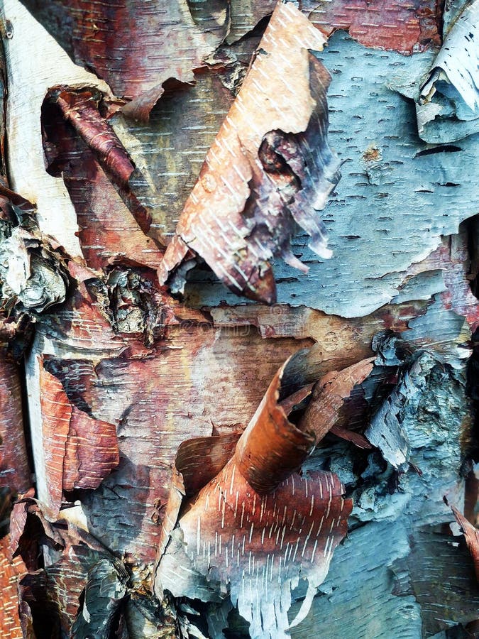 Colorful Tree Bark Texture Clip Art Stock Illustration - Illustration ...