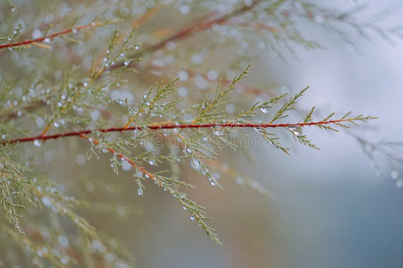 The Colorful Tree Branches in the Park Stock Image - Image of abstract ...