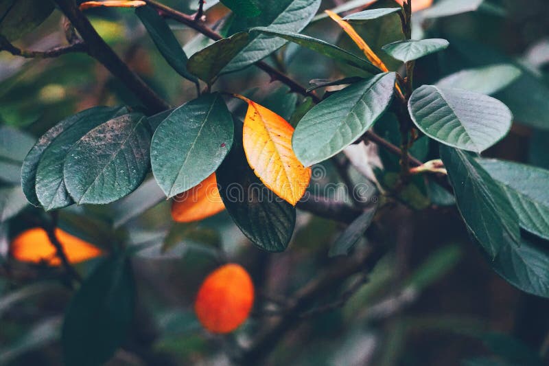 The Colorful Tree Branches in the Park Stock Image - Image of nature ...