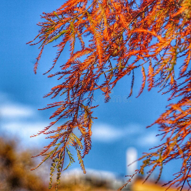The Colorful Tree Branches in the Park Stock Image - Image of colorful ...