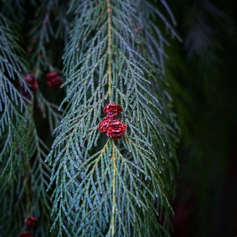 The Colorful Tree Branches in the Park Stock Image - Image of nature ...
