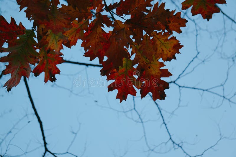 The Colorful Tree Branches in the Park Stock Image - Image of leaf ...