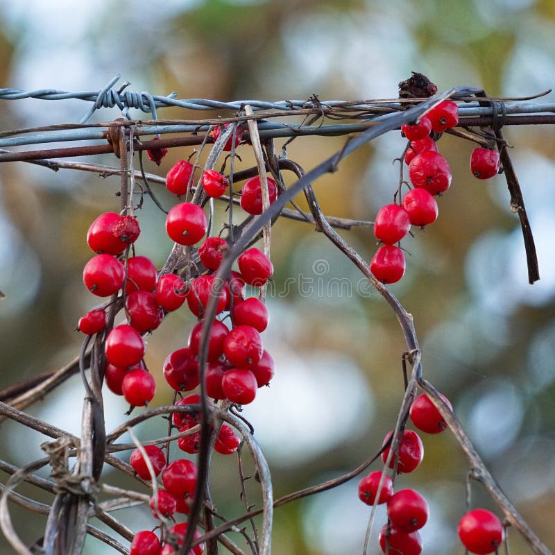 The Colorful Tree Branches in the Park Stock Image - Image of garden ...