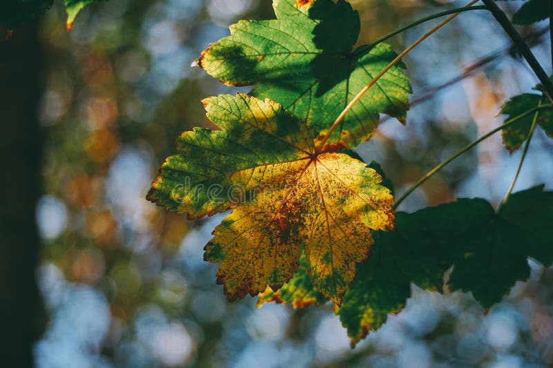 The Colorful Tree Branches in the Park Stock Image - Image of outdoors ...