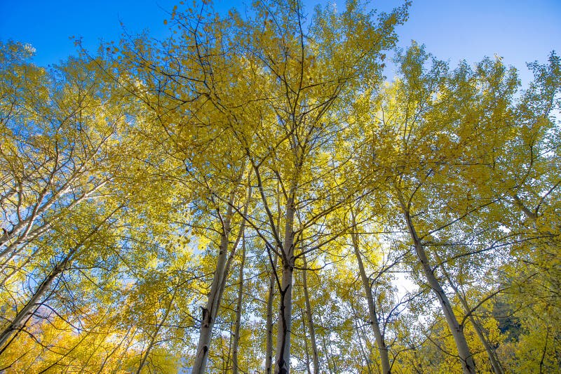 Autumn tree canopy stock image. Image of beech, greenery - 91103487