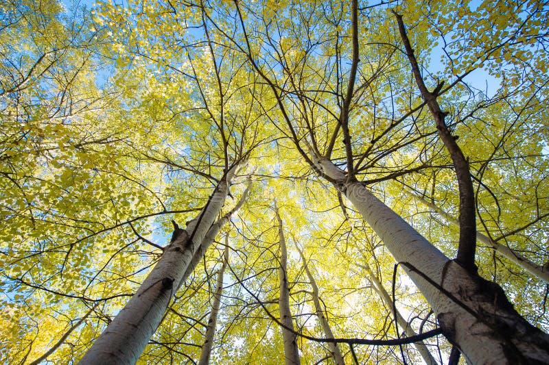 Colorful Tree Tops stock photo. Image of blue, background - 89538620