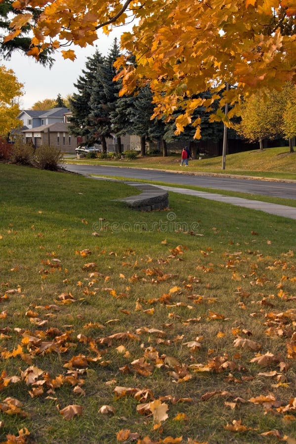 Colorful tree stock photo. Image of sunset, october - 150764668