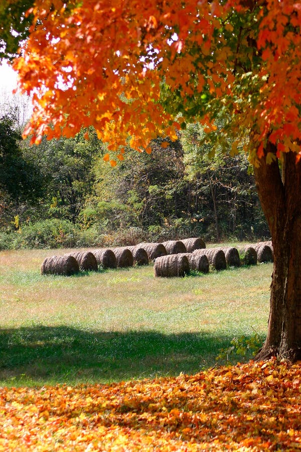 Colorful Tree on Farm stock image. Image of color, farm - 10492317