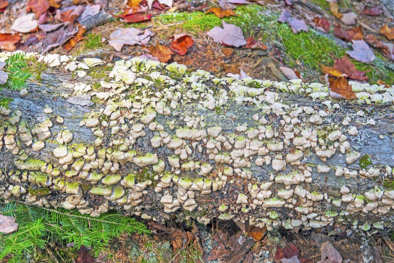 453 Decomposer Fungus Stock Photos - Free & Royalty-Free Stock Photos ...