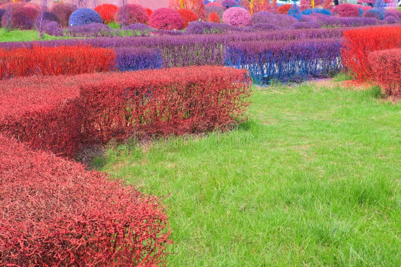 Colorful of Tree in the Garden Stock Photo - Image of landscape ...