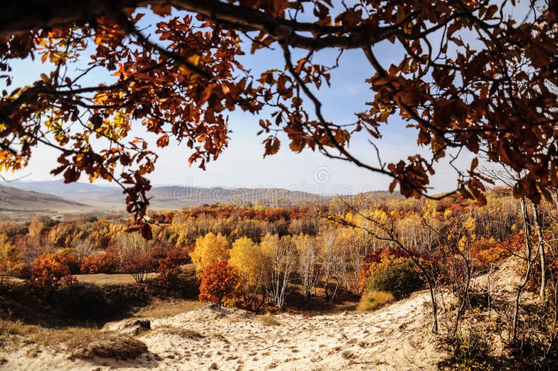 Colorful tree on grassland stock photo. Image of trees - 27475502