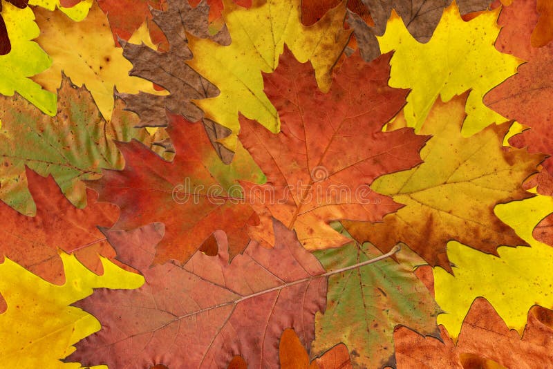 Colorful tree leaves stock photo. Image of yellow, collection - 25307500