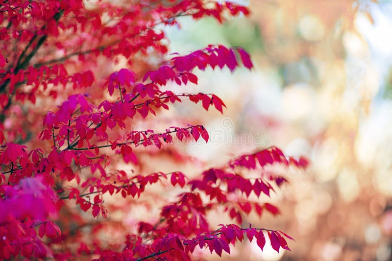 Colorful Tree Leaves in Autumn Stock Photo - Image of deck, background ...