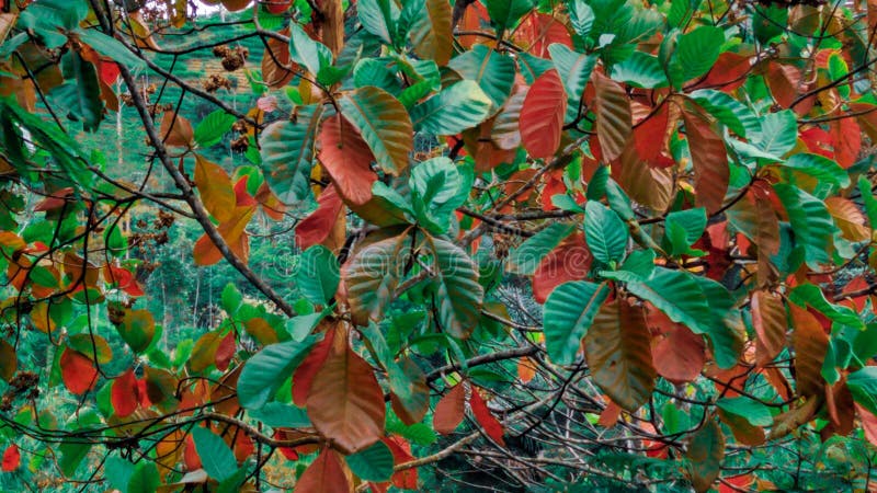 Colorful tree leaves stock photo. Image of garden, leaf - 204910542