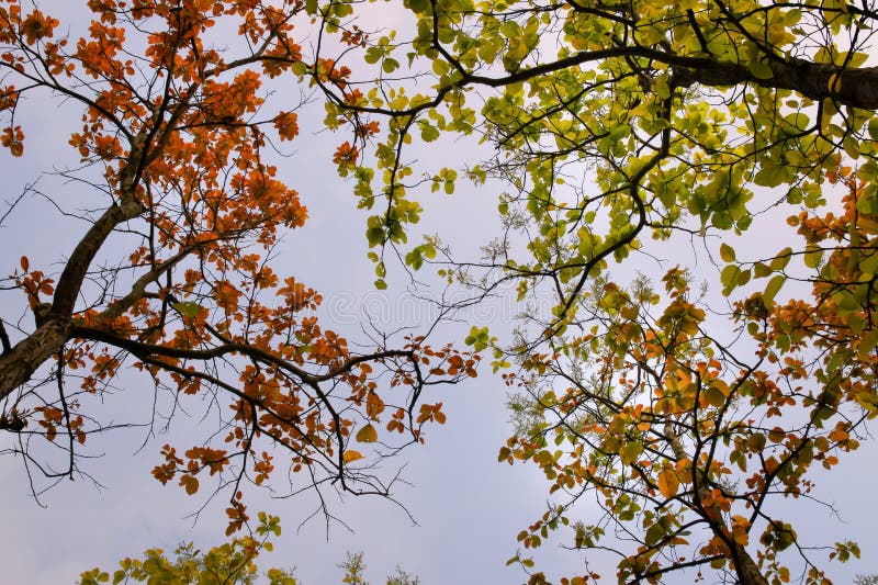 Colorful tree leaves stock image. Image of spring, tree - 144427727