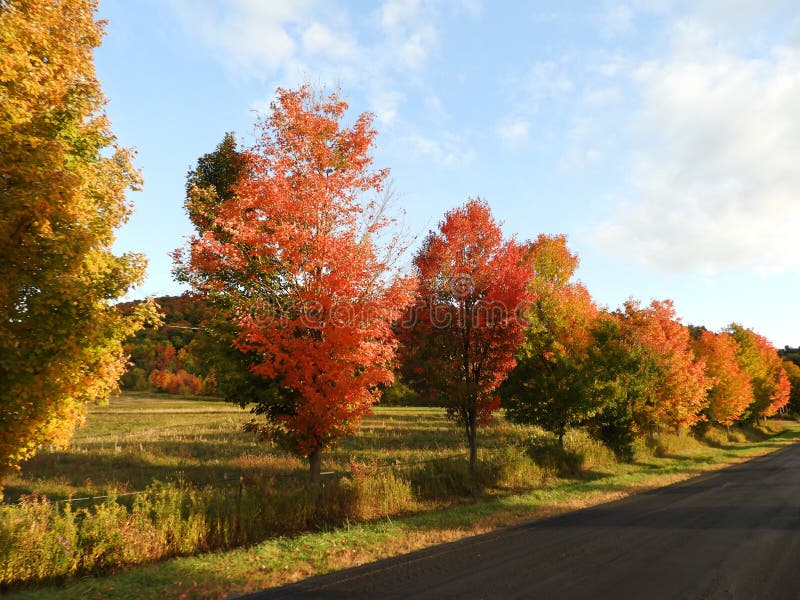 Colorful Fall Trees Line a Country Road in the FingerLakes Stock Photo ...