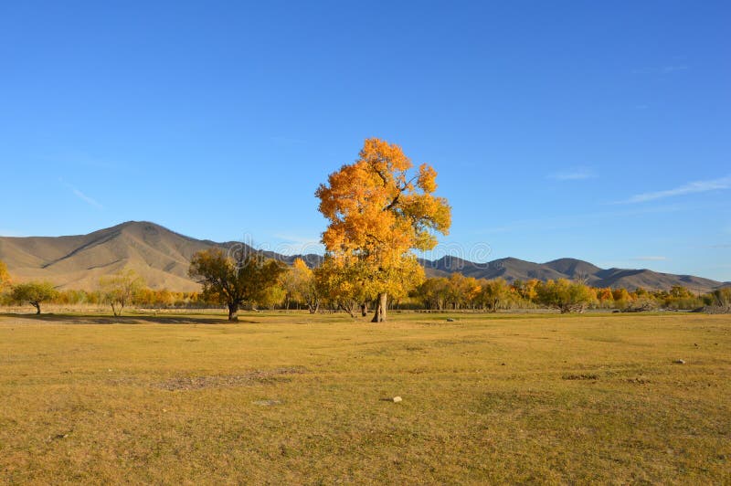 Colorful Tree in Mongolian Steppe in Autumn Stock Image - Image of ...