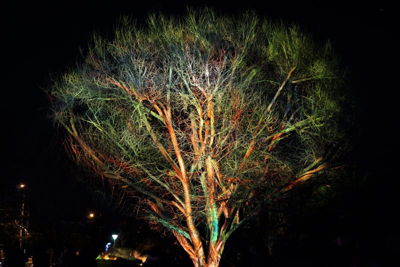 Colorful Tree in Night Time Stock Photo - Image of night, events: 156892830