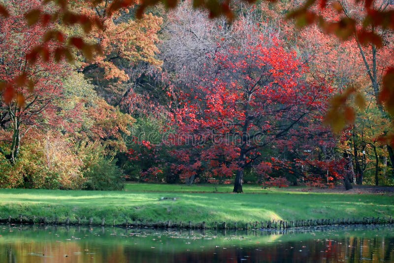 Peaceful Pond in a Forest stock image. Image of flowing - 44038637
