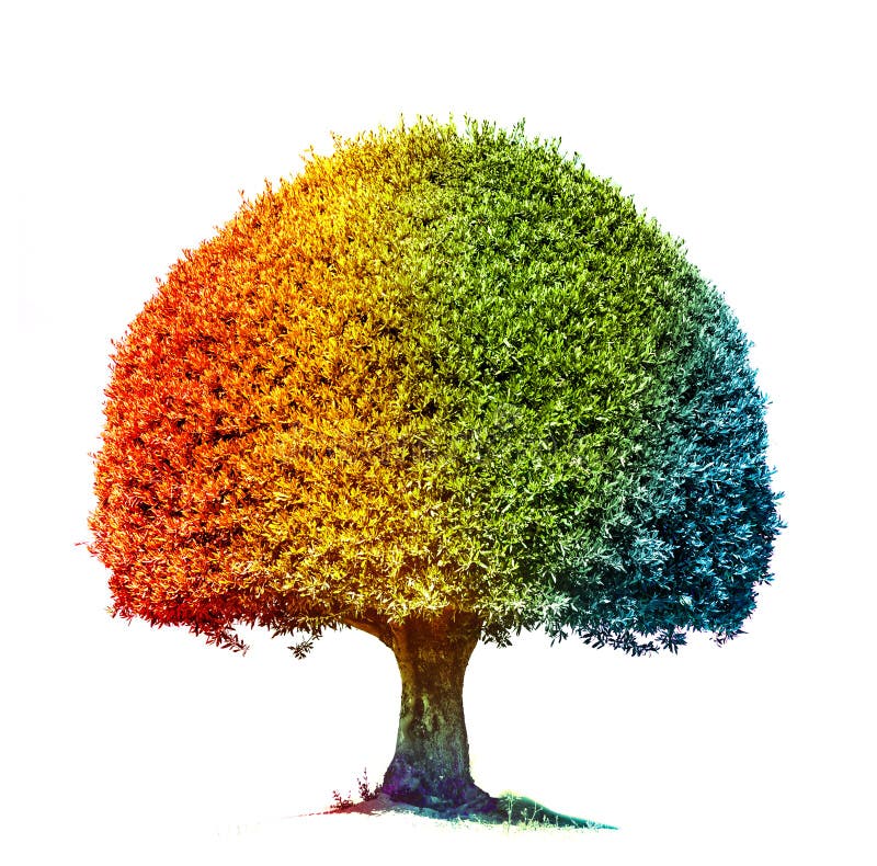 Oak Tree and Rainbow Beauty Stock Image - Image of green, alto: 9354149
