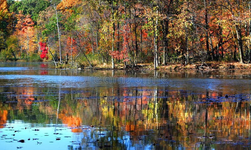 Colorful Tree Reflections stock image. Image of pond, coast - 6724413