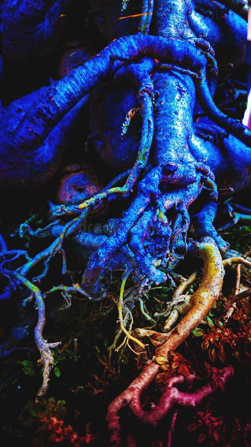 Colorful Tree Roots Illustration Stock Image - Image of tree, fish ...