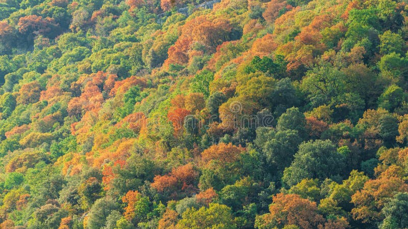 Colorful Tree Tops in Autumn Stock Photo - Image of woodland, tree ...