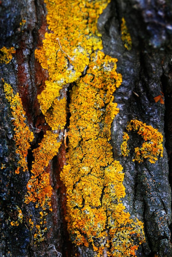 A Colorful Tree Trunk Detail. Stock Image - Image of wood, material ...