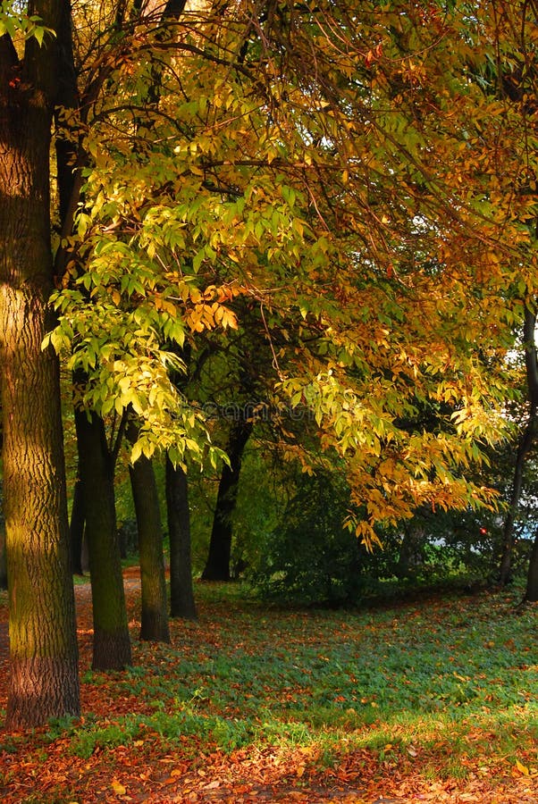 Colorful trees stock photo. Image of branches, natural - 3283008