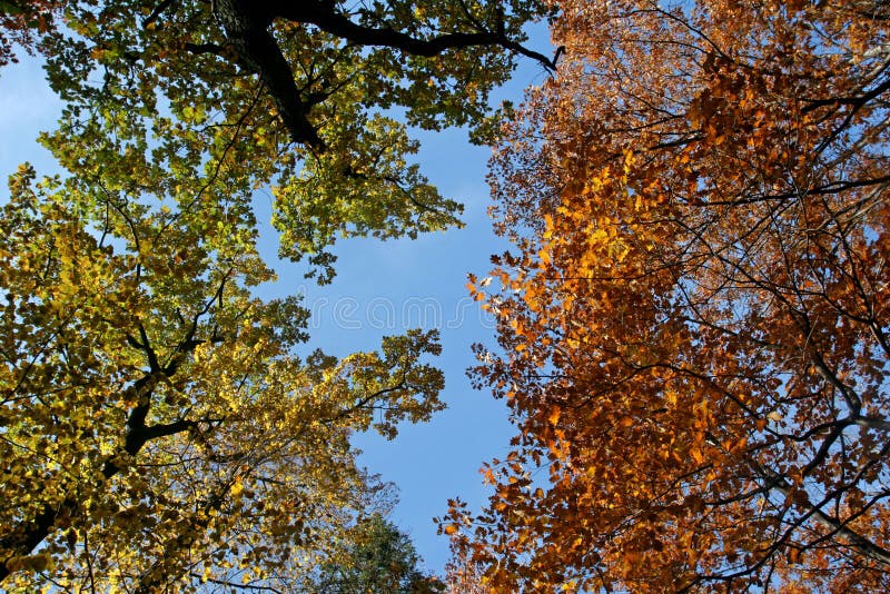 Colorful Trees Picture. Image: 4639782