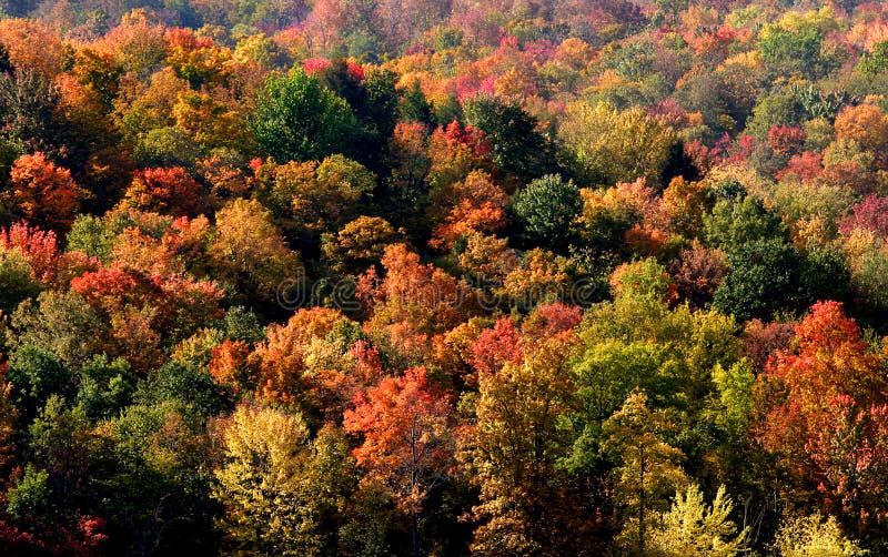 Colorful Trees stock photo. Image of ground, leafs, mountain - 6753780