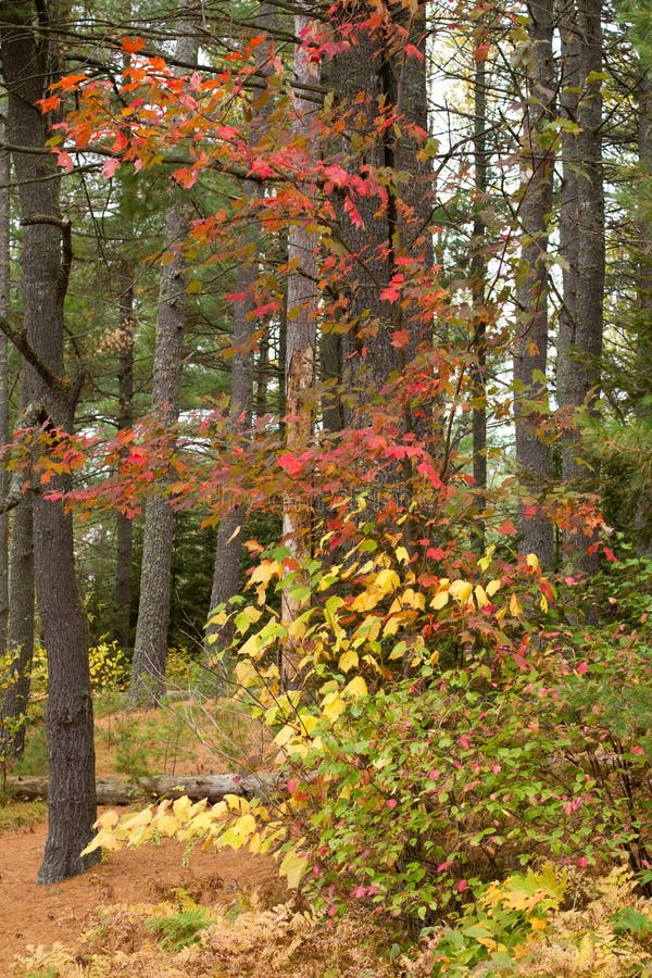 Colorful Trees in Algonquin Park Stock Photo - Image of vivid, colors ...
