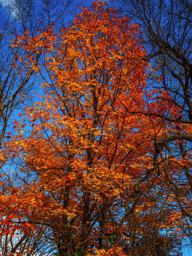 Colorful Trees of the Algonquin Provincial Park, on, Canada Stock Image ...