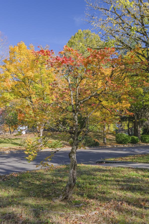 Comfyui Chnages Stock Photos - Free & Royalty-Free Stock Photos from ...