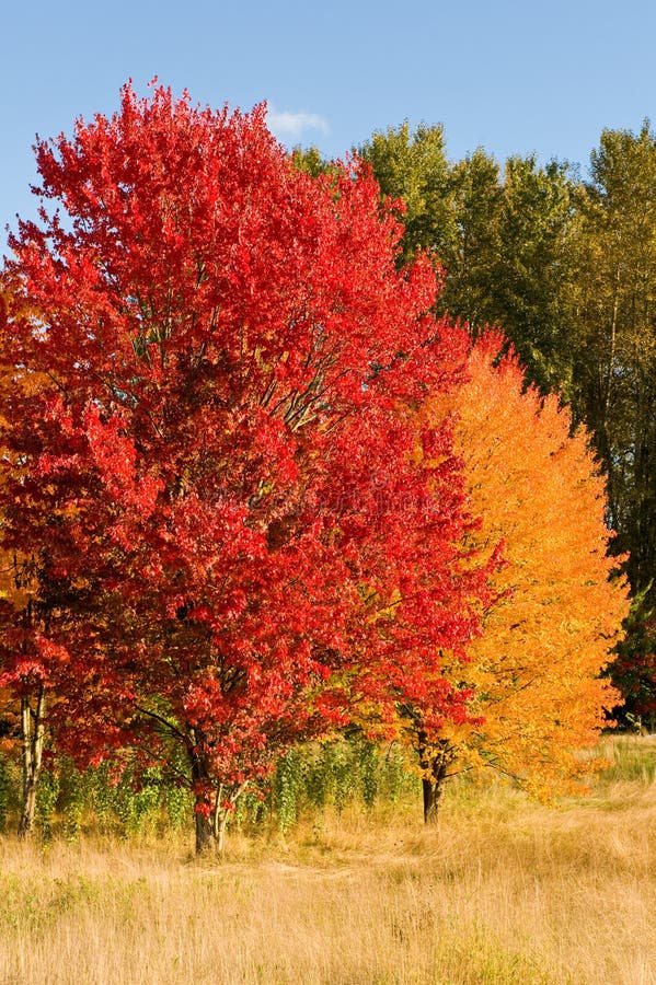 Colorful trees in autumn stock image. Image of beautiful - 6788815