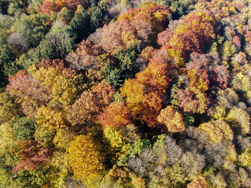 Colorful Trees in Autumn from the Air Stock Photo - Image of aerial ...