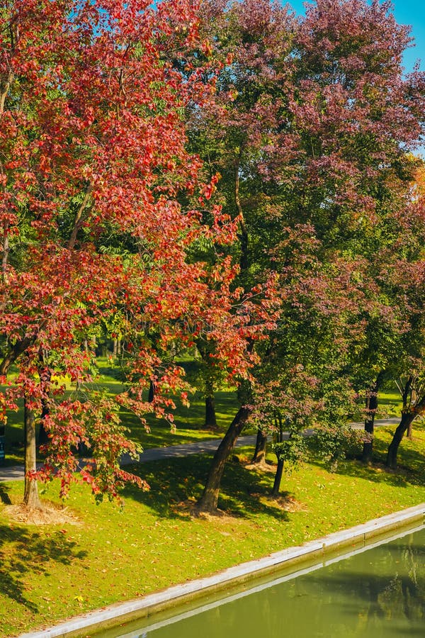 The Colorful Trees in Autumn Stock Image - Image of autumn, garden ...