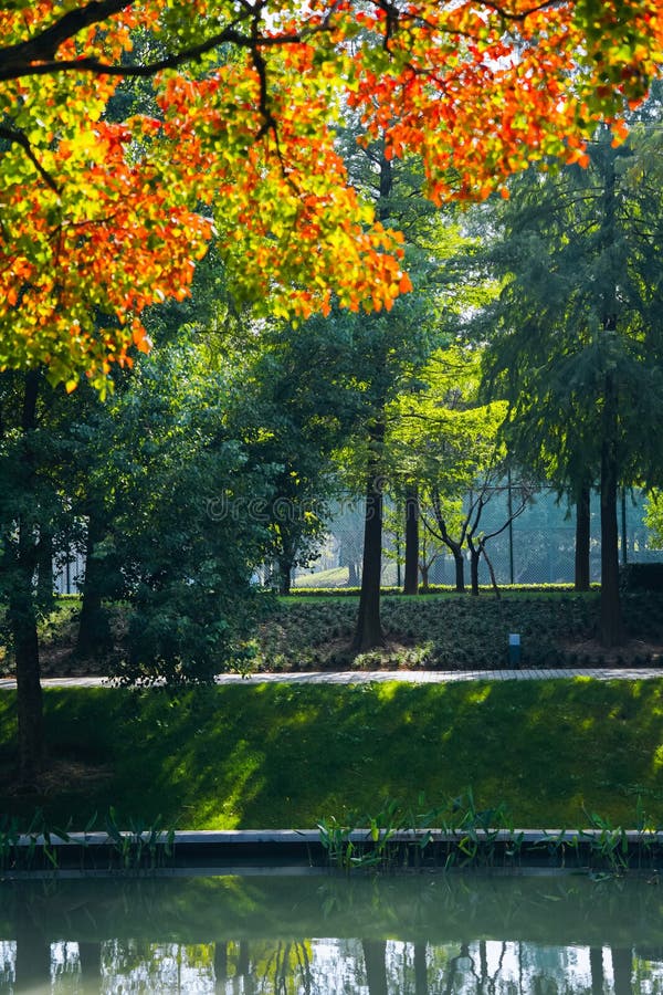 The Colorful Trees in Autumn Stock Photo - Image of seasonal, bright ...