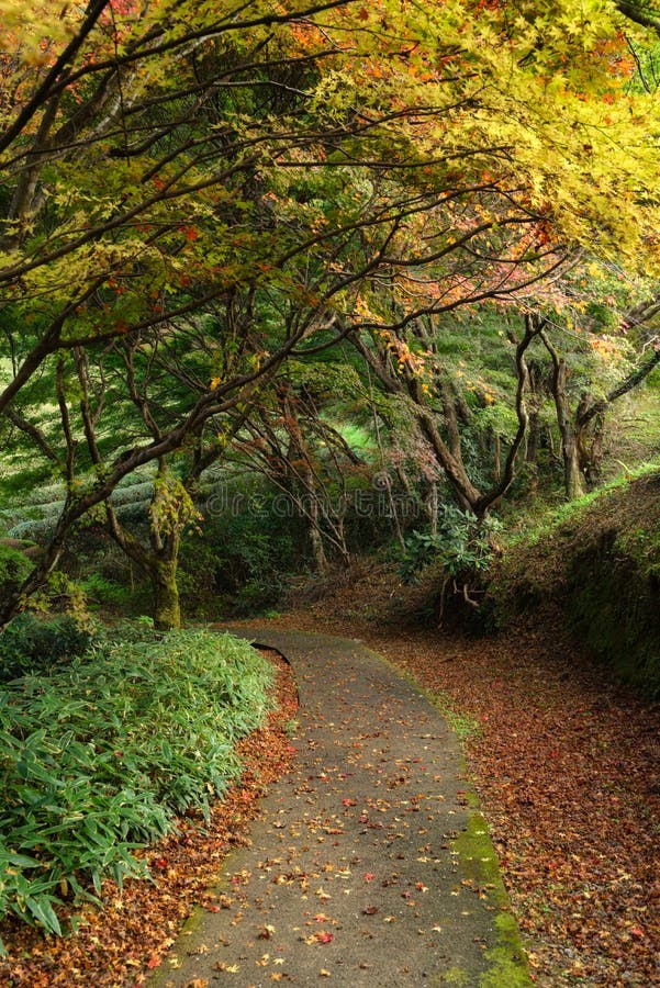 Colorful Trees in Autumn and a Footpath Leading into the Scene Stock ...