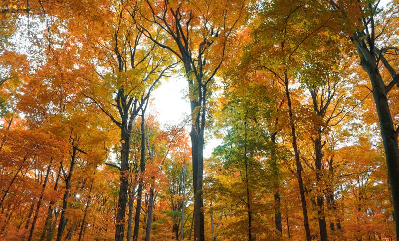 Dry Deciduous Forests Northern Part of Deccan Plateau Stock Image ...