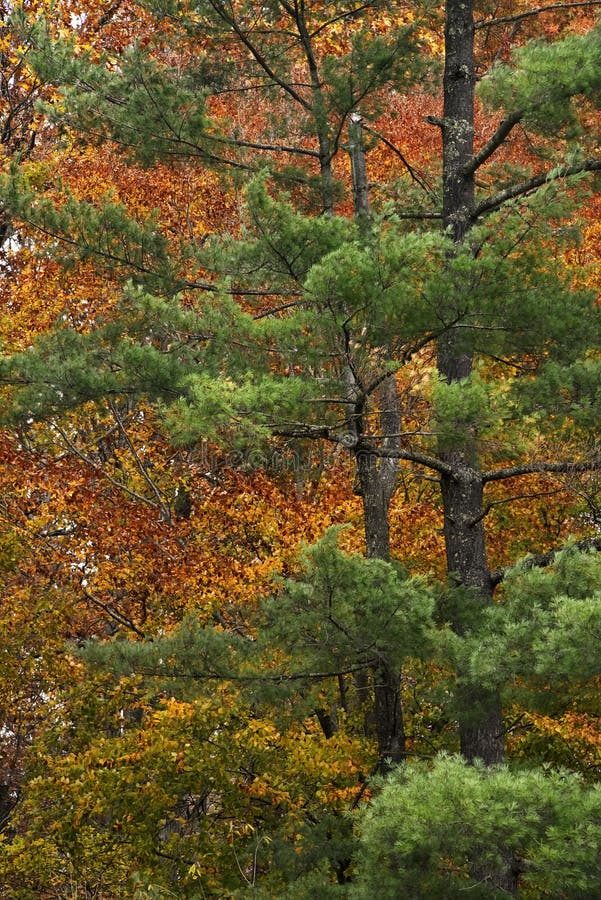 Autumn woods and creek stock image. Image of color, foliage - 16696717