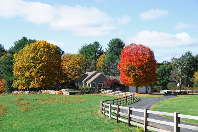Colorful Trees and Cows in Autumn Farm Stock Image - Image of cattle ...