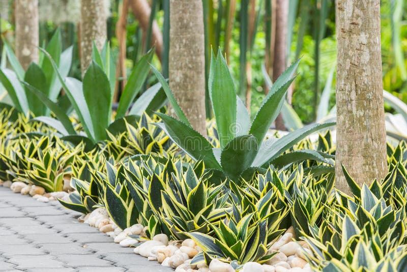 Colorful Trees Decorate Beautifully in the Garden Stock Image - Image ...