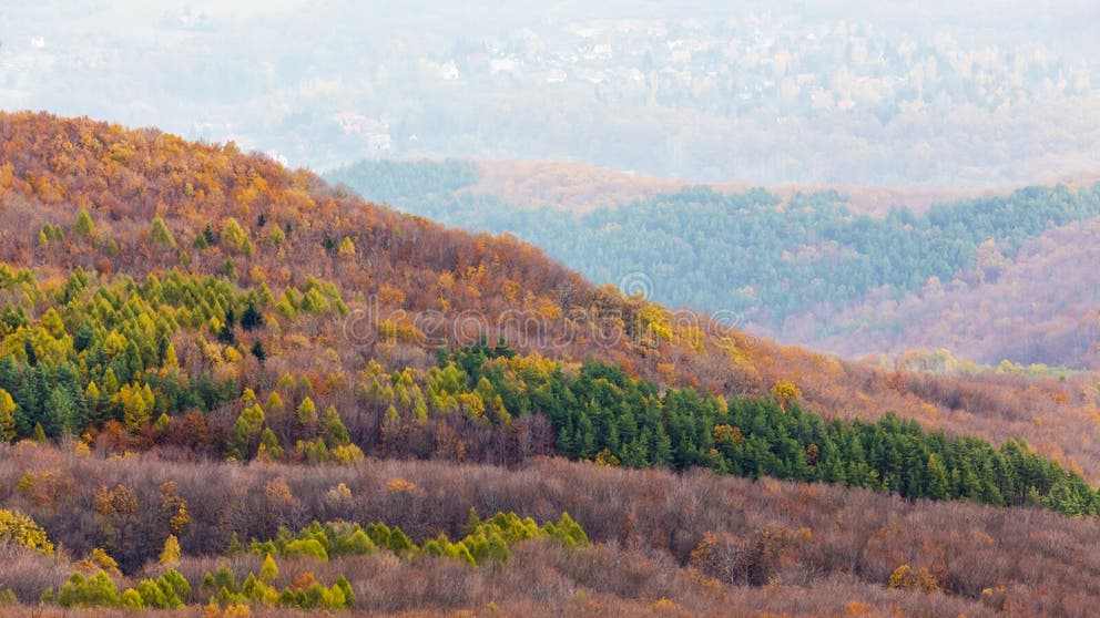 Colorful Trees in the Fall on a Hillside. Stock Photo - Image of ...