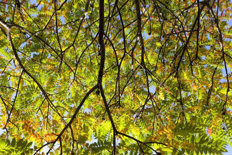 Colorful Trees in the Forest in Autumn Stock Image - Image of native ...