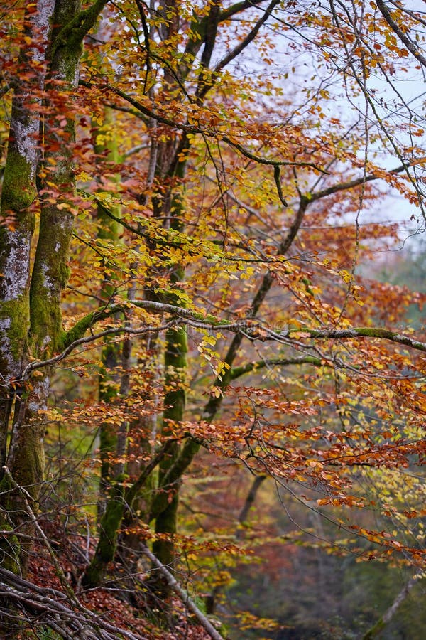 Colorful Trees in the Forest Stock Image - Image of landscape, trees ...