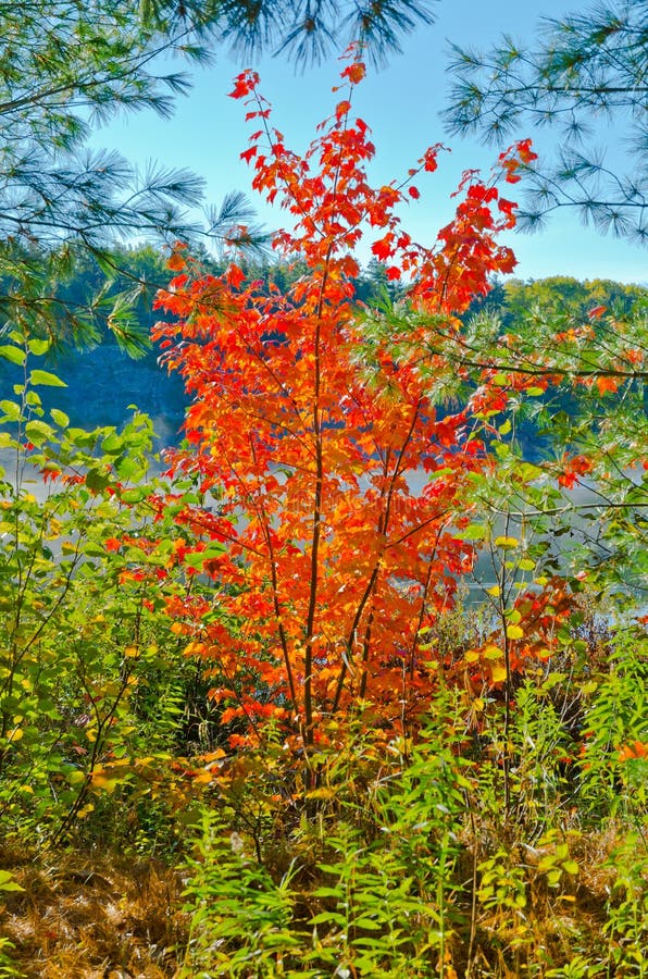 Colorful trees stock image. Image of killarney, thanksgiving - 177278141