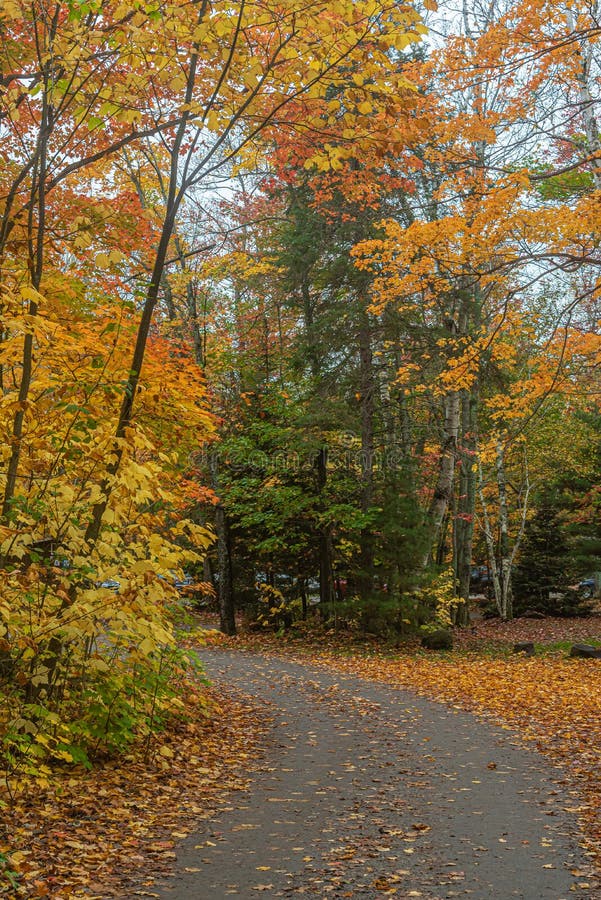 Forest in fall time stock image. Image of leaves, killarney - 242488893