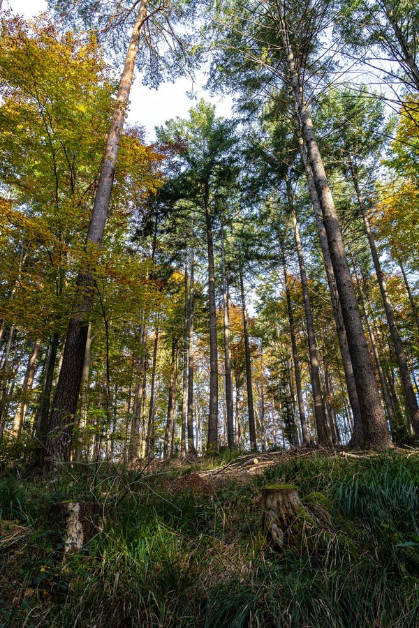 Colorful Trees in the Middle of the Autumn Forest Stock Image - Image ...