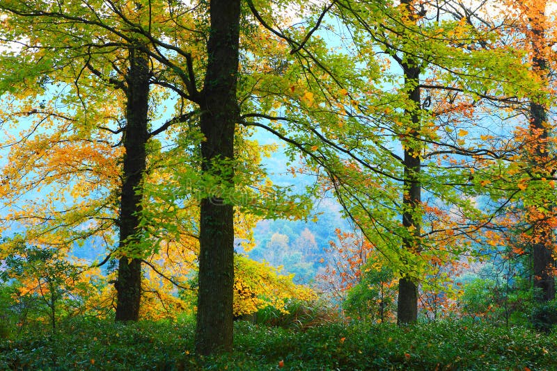 Colorful trees stock image. Image of colors, color, beauty - 39891725